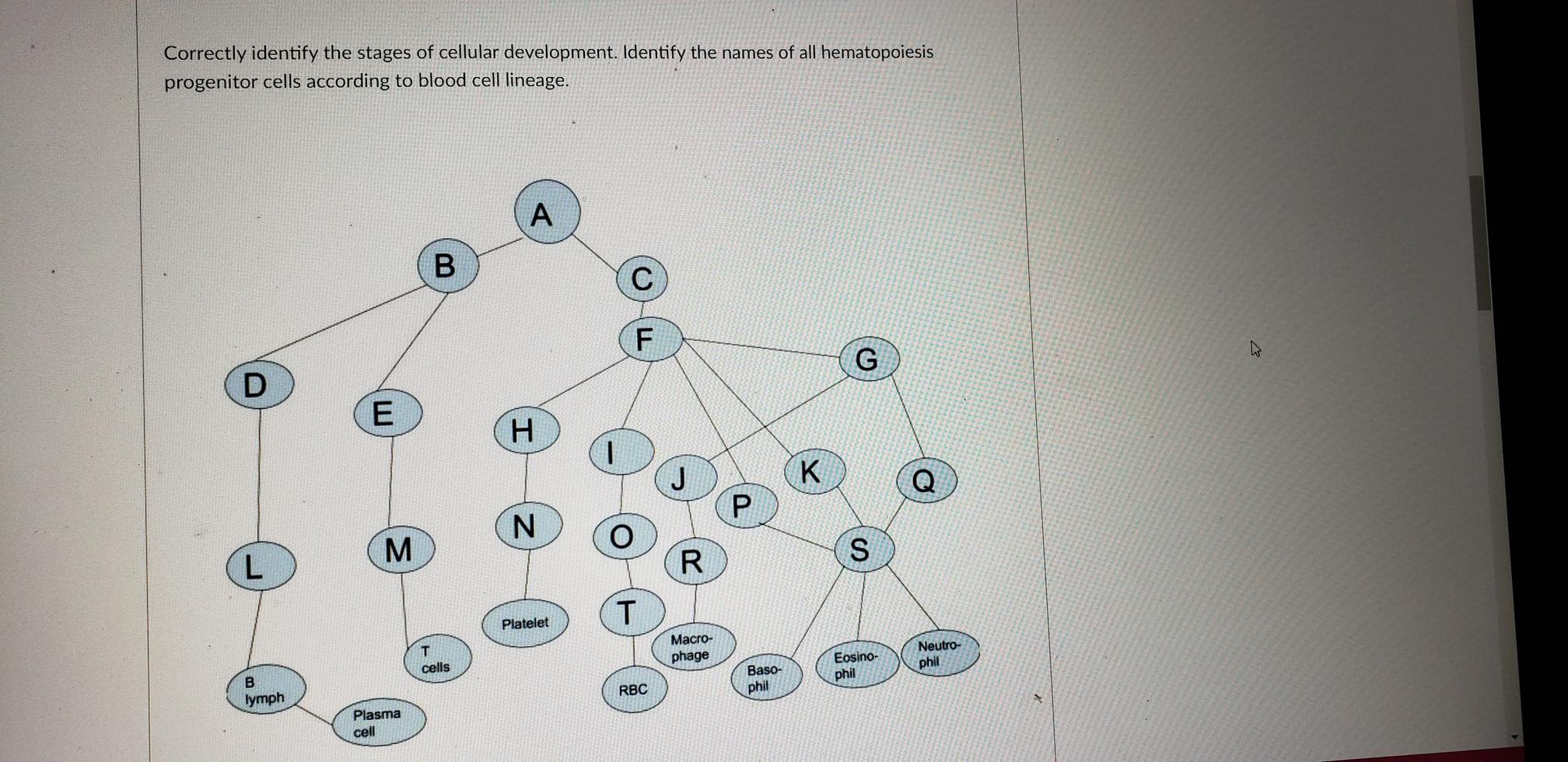 Solved Correctly identify the stages of cellular | Chegg.com