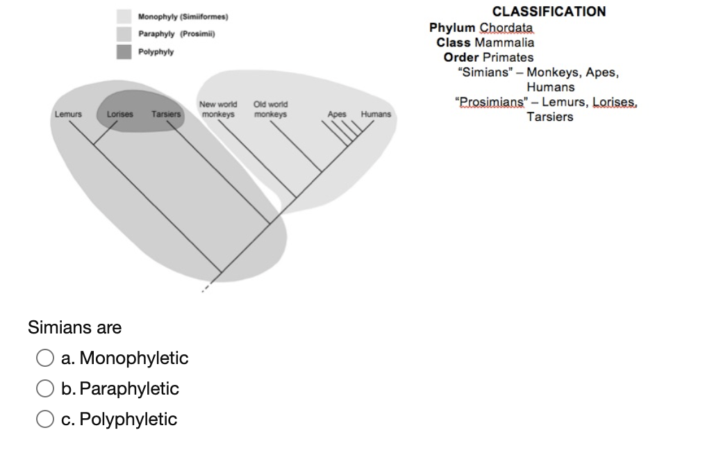 Solved Monophyly (Simiiformes) Paraphyly (Prosimii) | Chegg.com