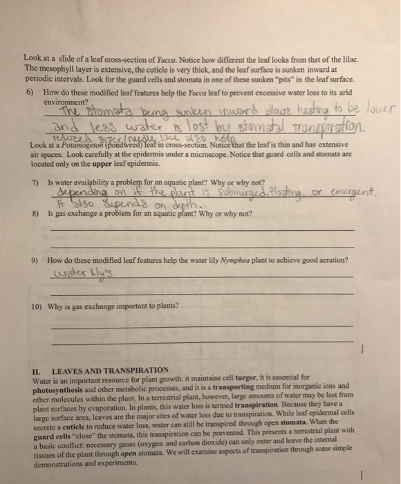 Solved Look at a slide of a leaf cross-section of Yucca. | Chegg.com
