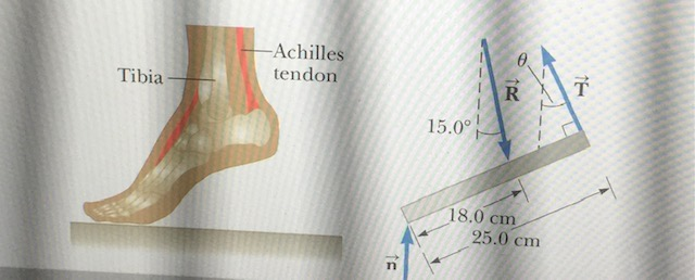 1. When a person stands on tiptoe (a strenuous | Chegg.com