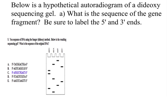 Solved Below is a hypothetical autoradiogram of a dideoxy | Chegg.com