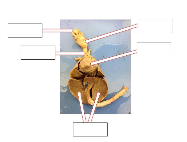 Solved Identify the following structures on the pig | Chegg.com