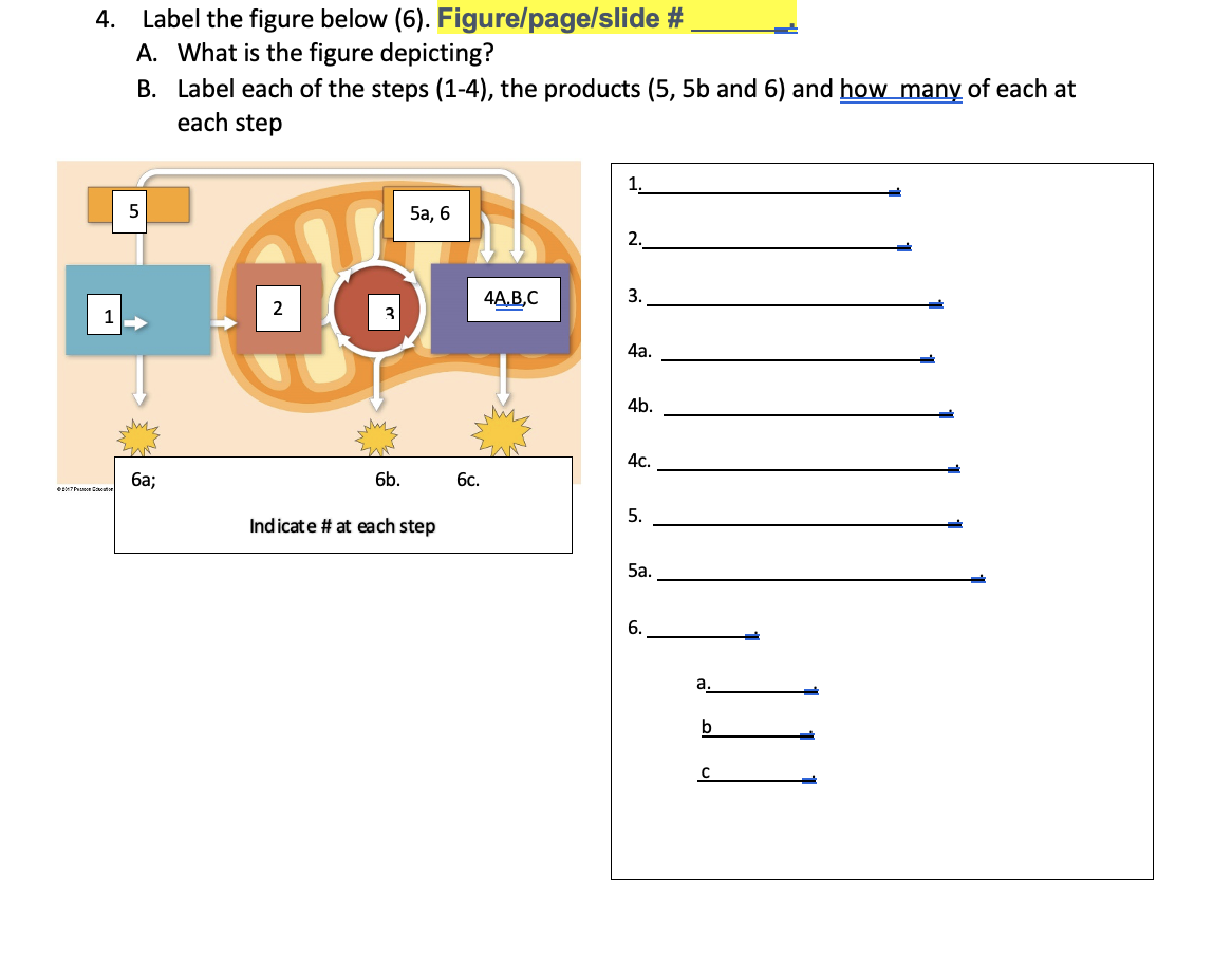 Solved 4. Label the figure below (6). Figure/page/slide \# | Chegg.com