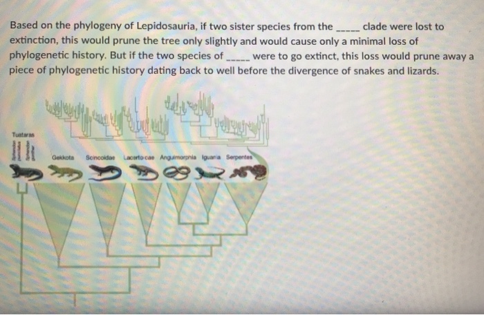 Solved Based on the phylogeny of Lepidosauria, if two sister | Chegg.com