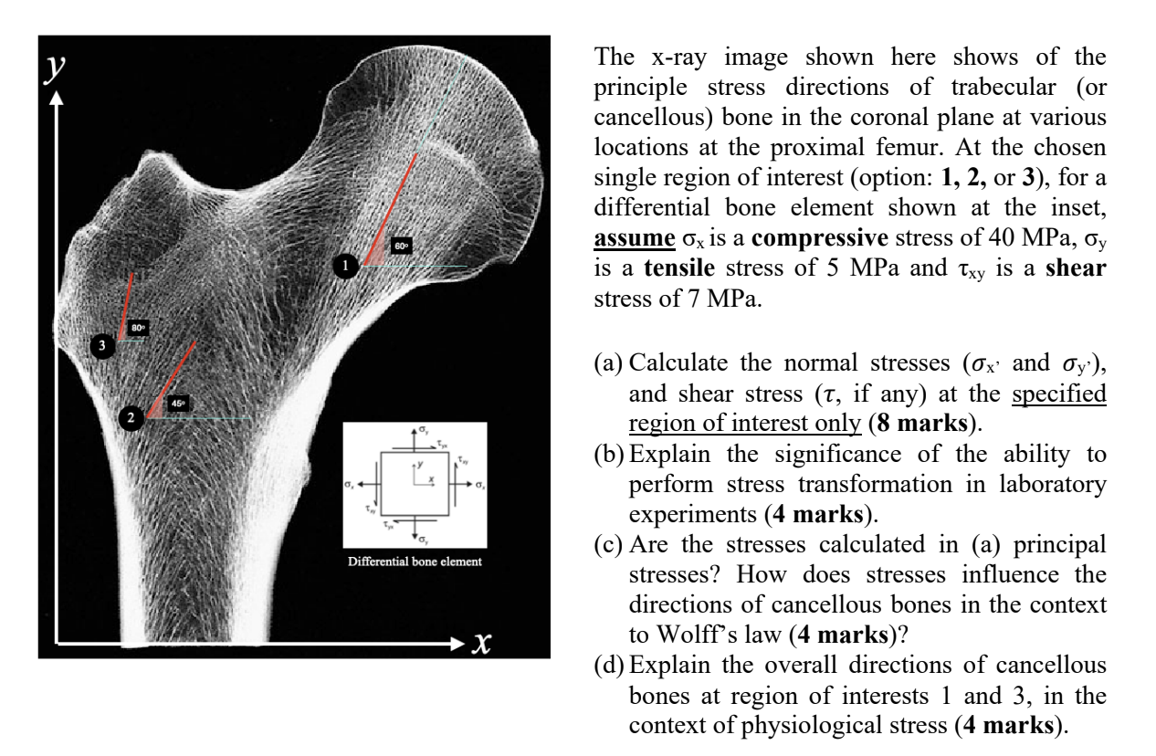 Solved The x-ray image shown here shows of the principle | Chegg.com