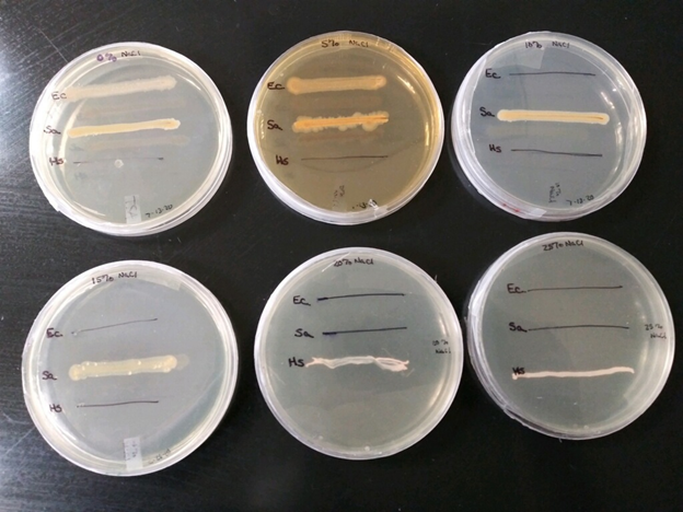 Solved PROCEDURE Obtain a set of six (6) salt plates for | Chegg.com