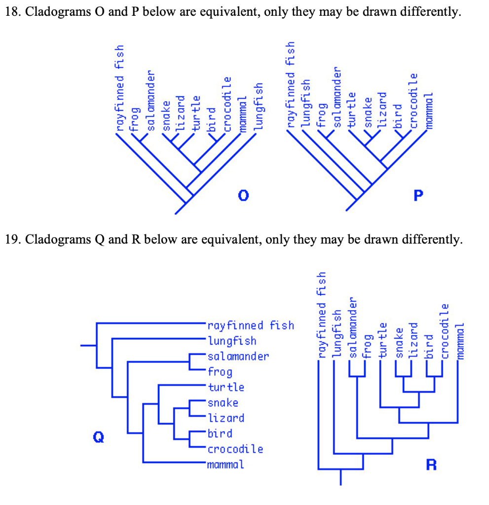 18. Cladograms O and P below are equivalent, only | Chegg.com