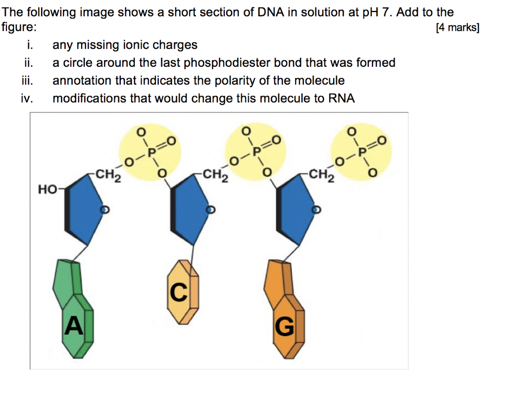 Solved The following image shows a short section of DNA in | Chegg.com