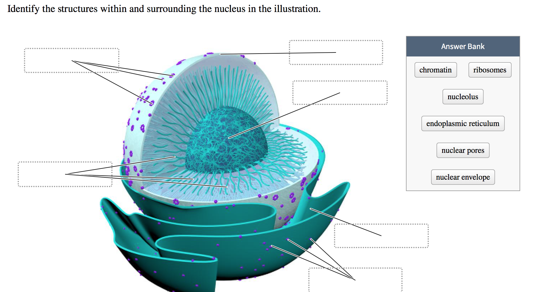 Solved Identify the structures within and surrounding the | Chegg.com