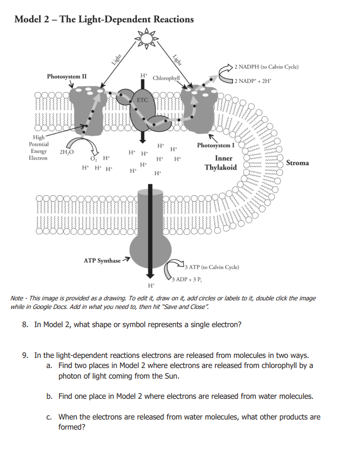 Solved Name: BI0181 Worksheet: Photosynthesis How do | Chegg.com