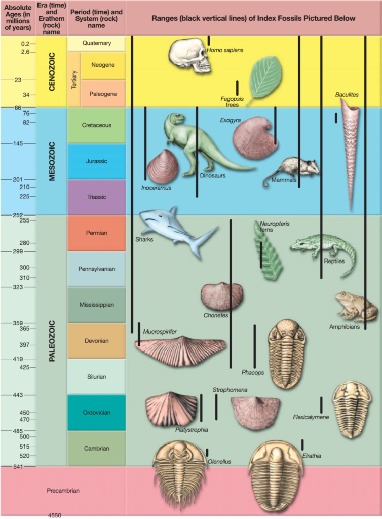 Solved A geologist found a sedimentary rock from Delaware | Chegg.com