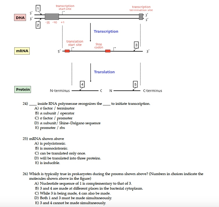Solved transcription start site transcription termination | Chegg.com