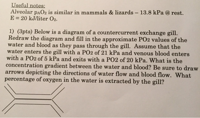Solved Useful notes: Alveolar paO2 is similar in mammals & | Chegg.com