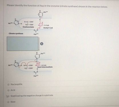 Solved Please Identify the function of Asp in the enzyme | Chegg.com