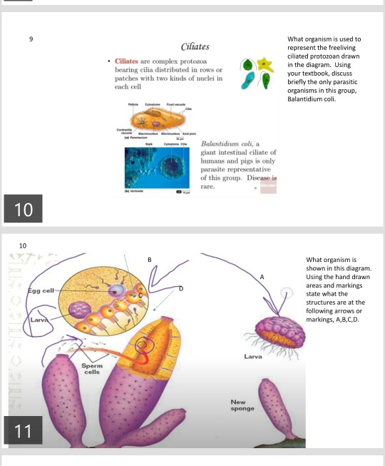 Ciliates Diagram