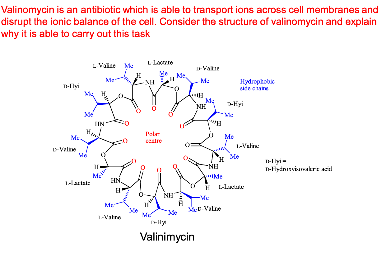 Solved Valinomycin is an antibiotic which is able to | Chegg.com