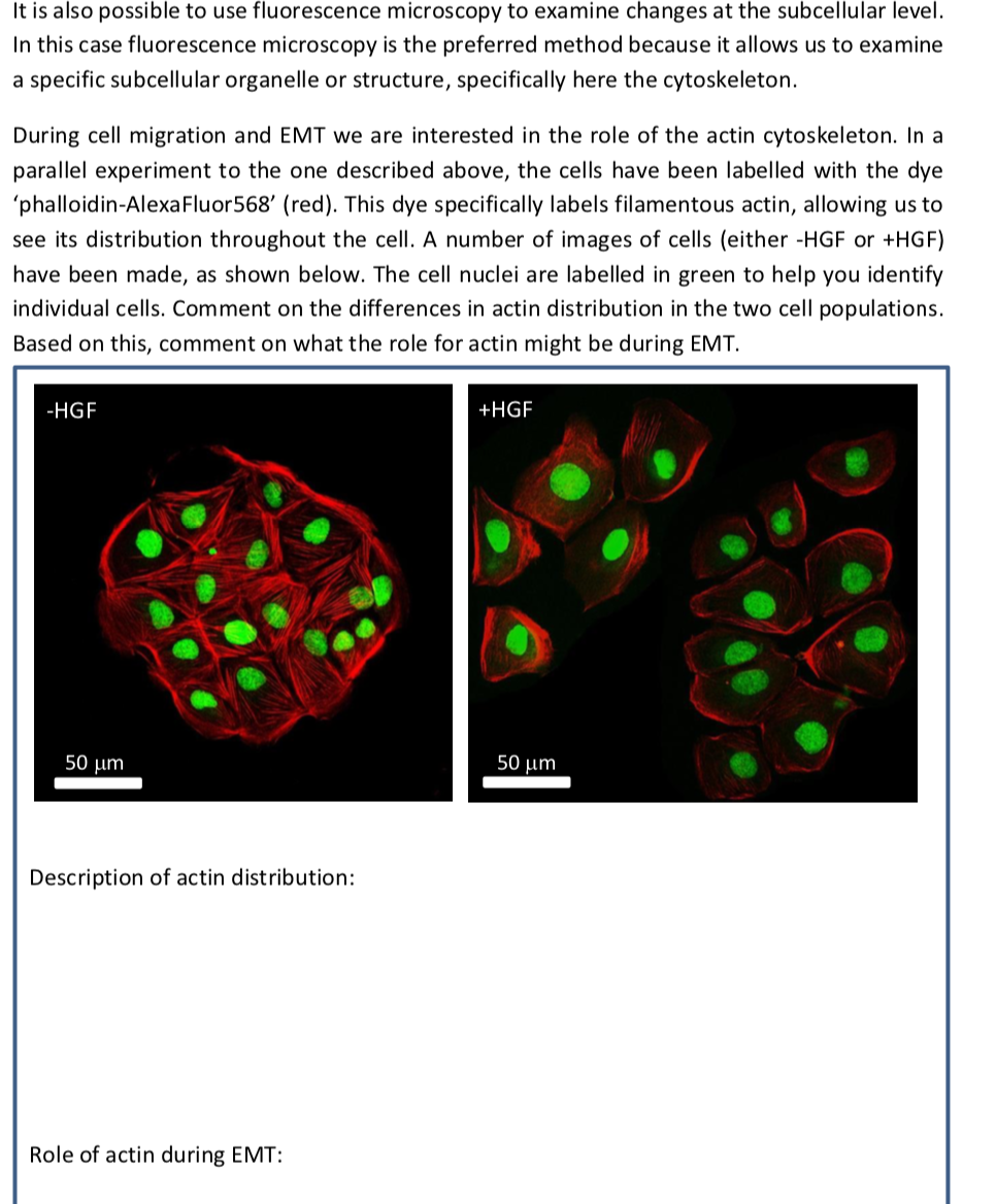 Solved 3. The molecular basis of cell motility These cells | Chegg.com
