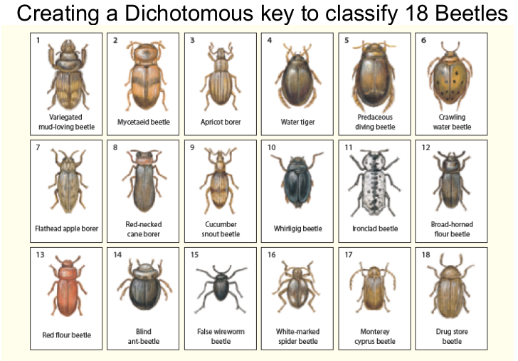Solved Creating a Dichotomous key to classify 18 Beetles | Chegg.com