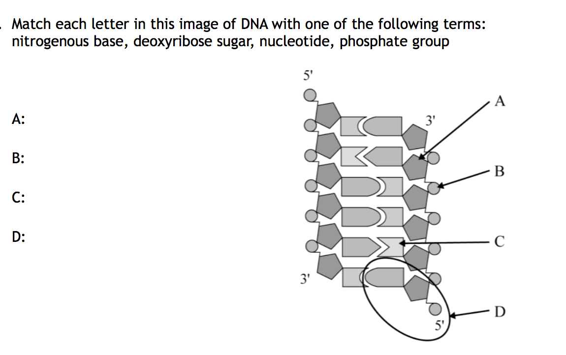 Solved Match each letter in this image of DNA with one of | Chegg.com