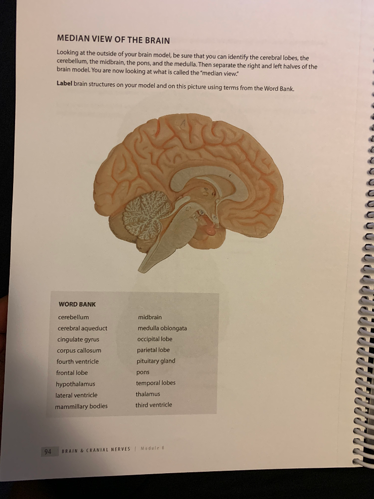 Solved MEDIAN VIEW OF THE BRAIN Looking at the outside of | Chegg.com
