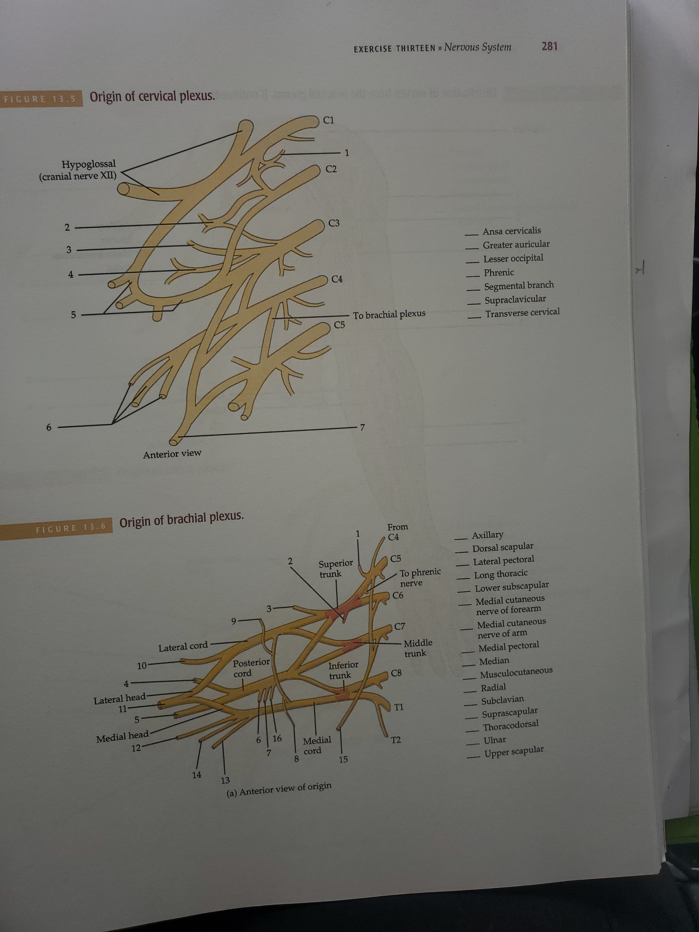 Solved E 13.6 Distribution of nerves from the brachial | Chegg.com