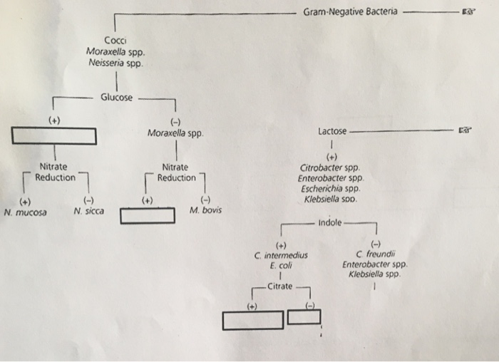 Solved Gram-Positive Bacteria Cocci Staphylococcus spp | Chegg.com