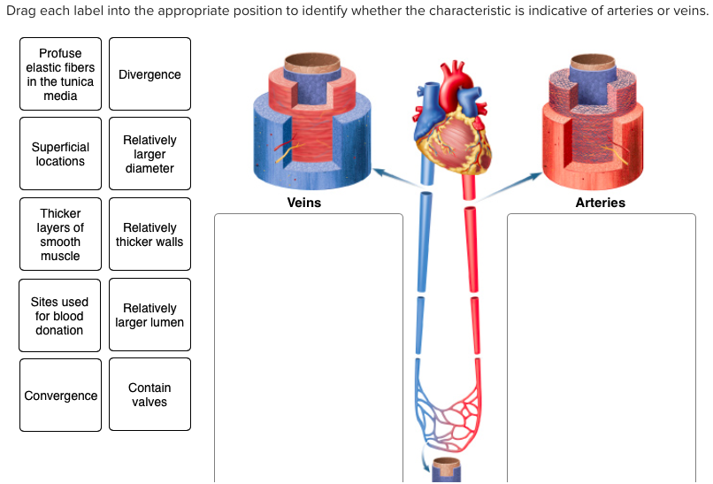 Solved Drag each label into the appropriate position to | Chegg.com