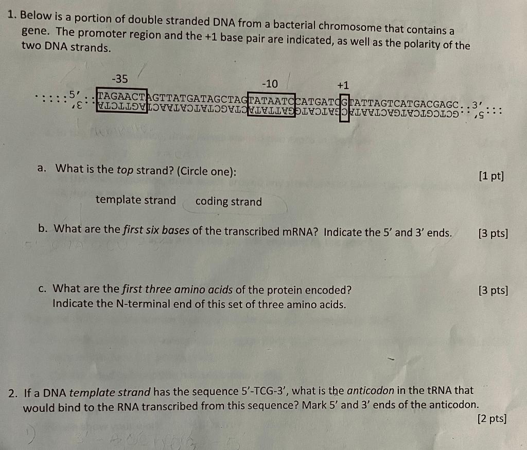 1. Below is a portion of double stranded DNA from a | Chegg.com