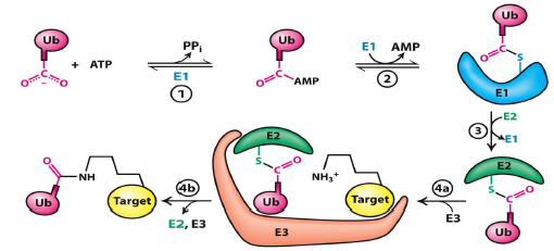 Solved What is the mechanism for ubiquitinylation, with all | Chegg.com
