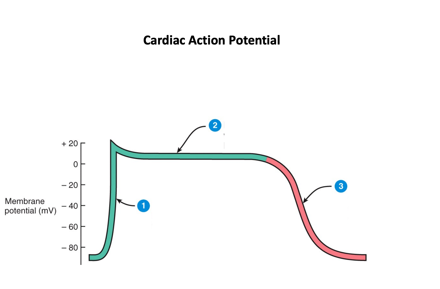 Cardiac Action Potential
