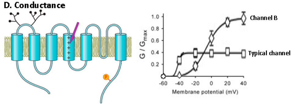 Solved The scientists then measured the conductance of | Chegg.com
