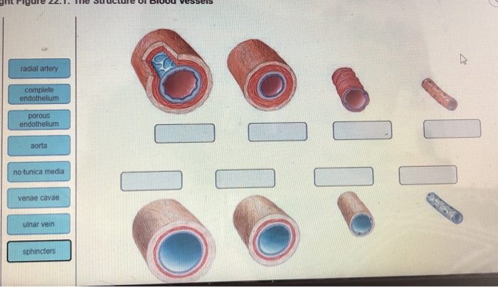 Solved drag and drop the labels below to match the vessel | Chegg.com