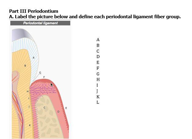 Solved Part III Periodontium A I ahel the nirtıre holnin and | Chegg.com