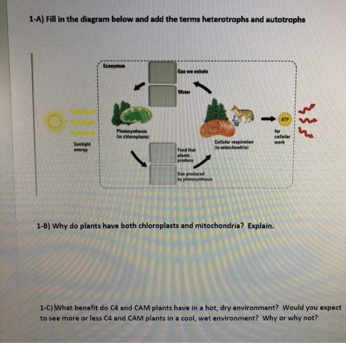 Heterotroph Diagram