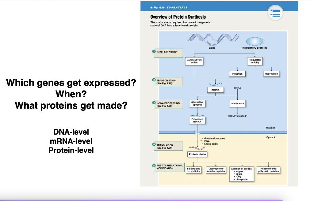 Overview of Protein Synthesis Which genes get | Chegg.com