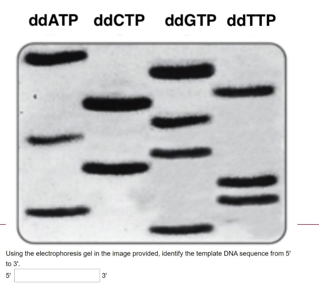 Solved ddATP ddCTP ddGTP ddTTP = Using the electrophoresis | Chegg.com