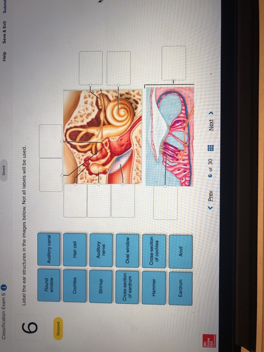 Solved Help Save&Exit Submit Label the ear structures in the | Chegg.com Solved Help Save&Exit Submit Label the ear structures in the | Chegg.com