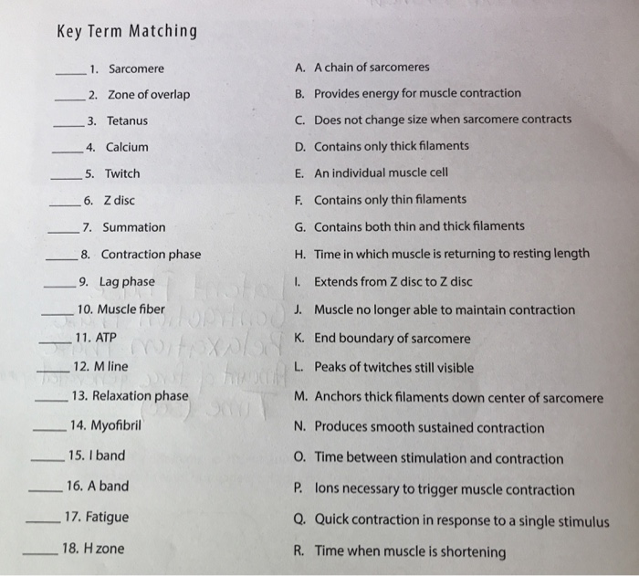 Solved Key Term Matching A. A chain of sarcomeres B. | Chegg.com
