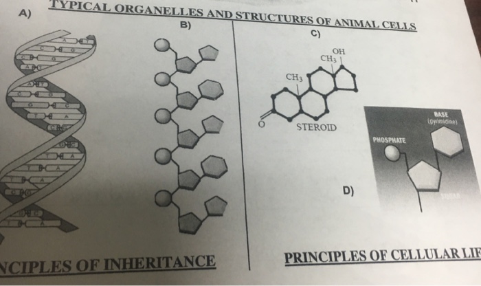 Solved MATCHING- Refer to PRINCIPLES OF CELLULAR LIFE Figure | Chegg.com