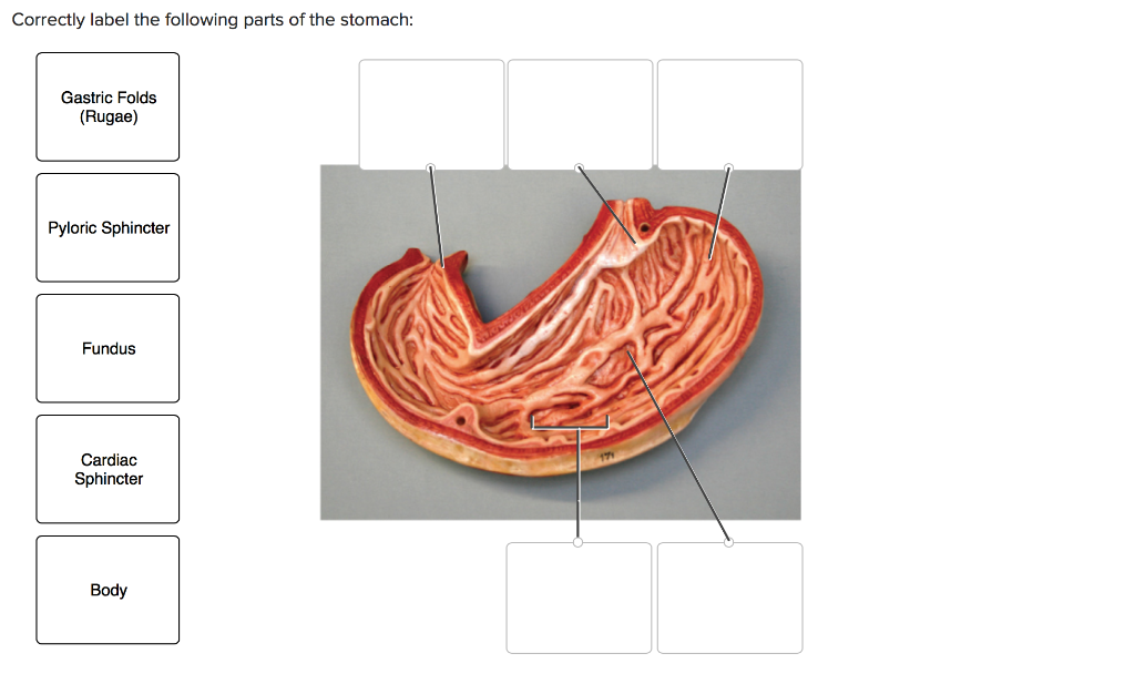 Solved Correctly label the following parts of the stomach: | Chegg.com