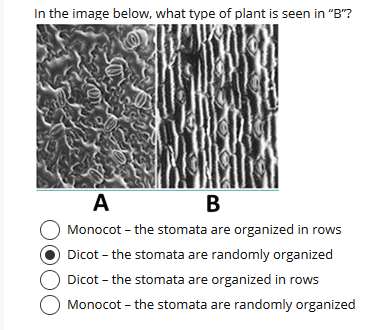 Solved In the image below, what type of plant is seen in | Chegg.com