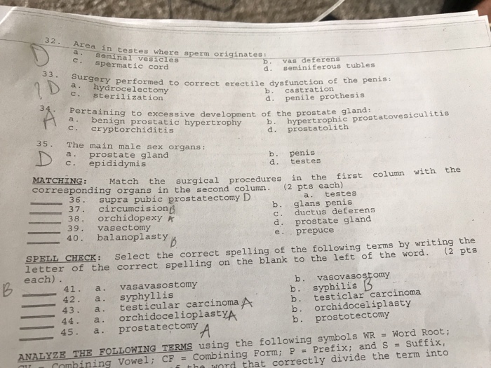 Solved Area in testes where aperm originates seminal | Chegg.com