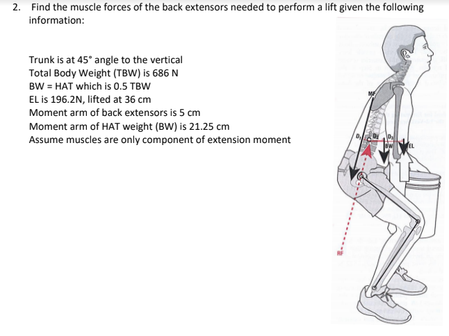 Solved Find the muscle forces of the back extensors needed | Chegg.com