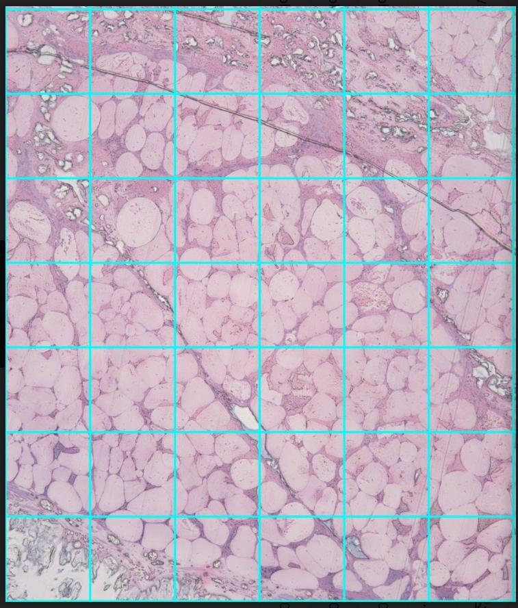 Solved Classify the tissues under each intersection of lines | Chegg.com