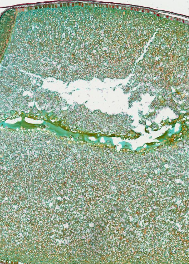 Solved Examine the wheat seed slide. Capture an image and | Chegg.com