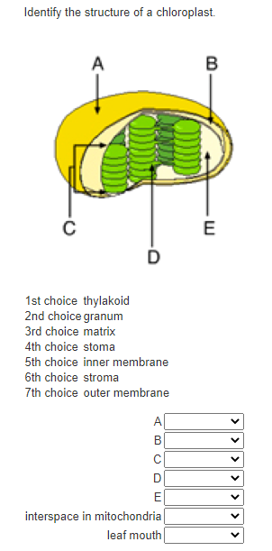 Solved Identify the structure of a chloroplast. А B С E D | Chegg.com