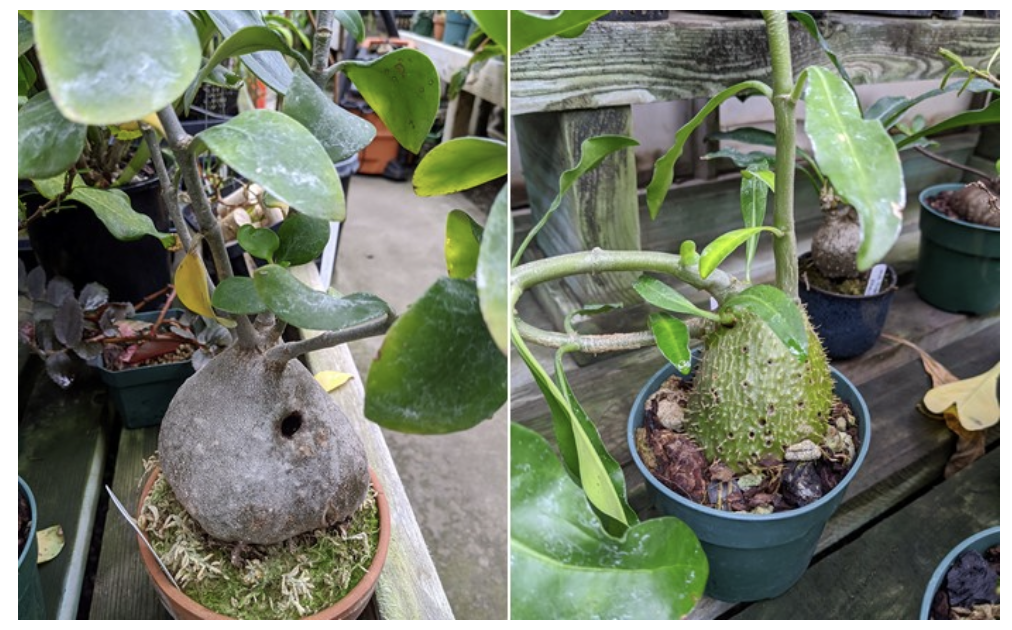 Solved A group of plants known as myrmecophytes (ant plants) | Chegg.com