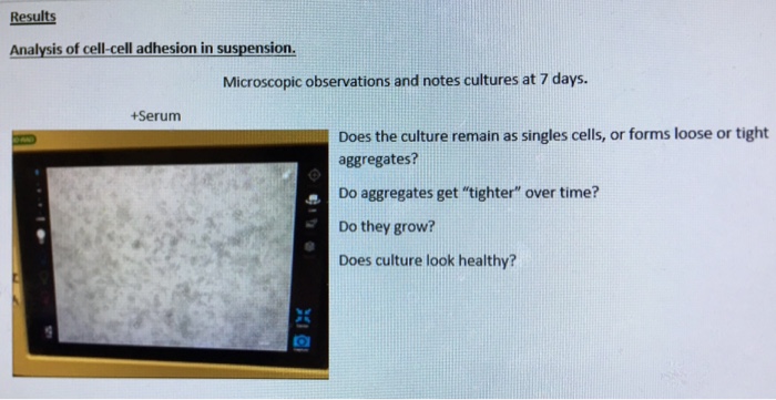 Solved Results Analysis of cell-cell adhesion in suspension. | Chegg.com