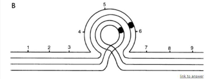 Solved 1. Assume that a nonsister-chromatid crossover occurs | Chegg.com