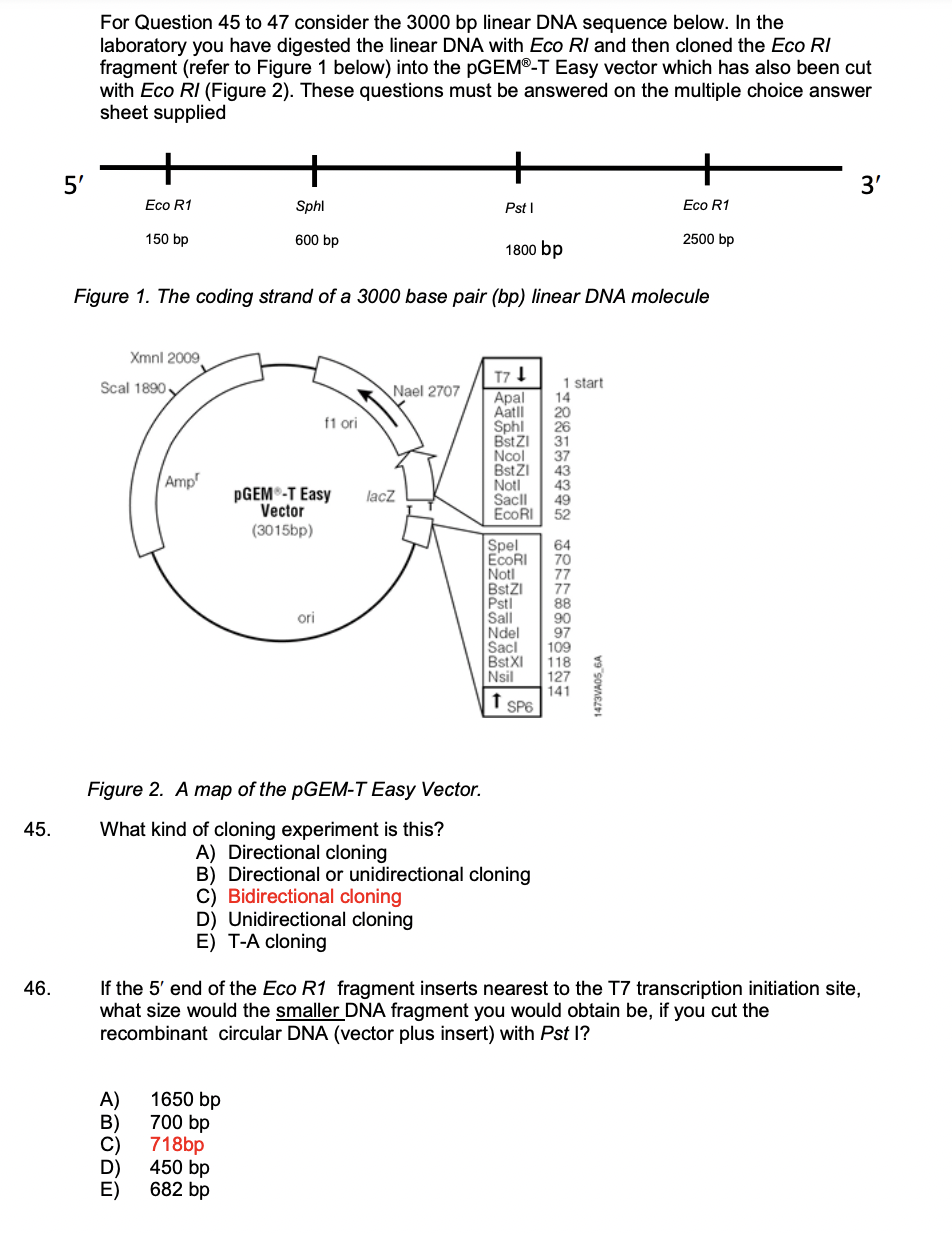 Solved For Question 45 to 47 consider the 3000 bp linear DNA | Chegg.com